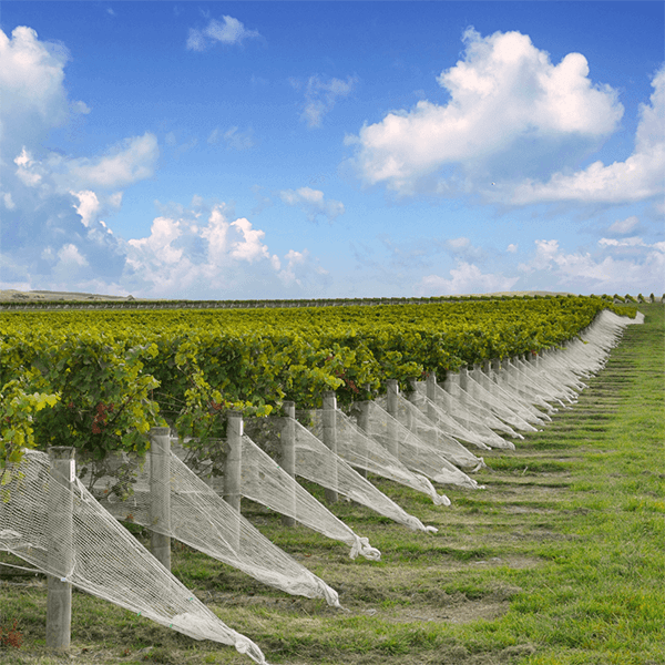 VINE SIDE NET 1.2mx500m