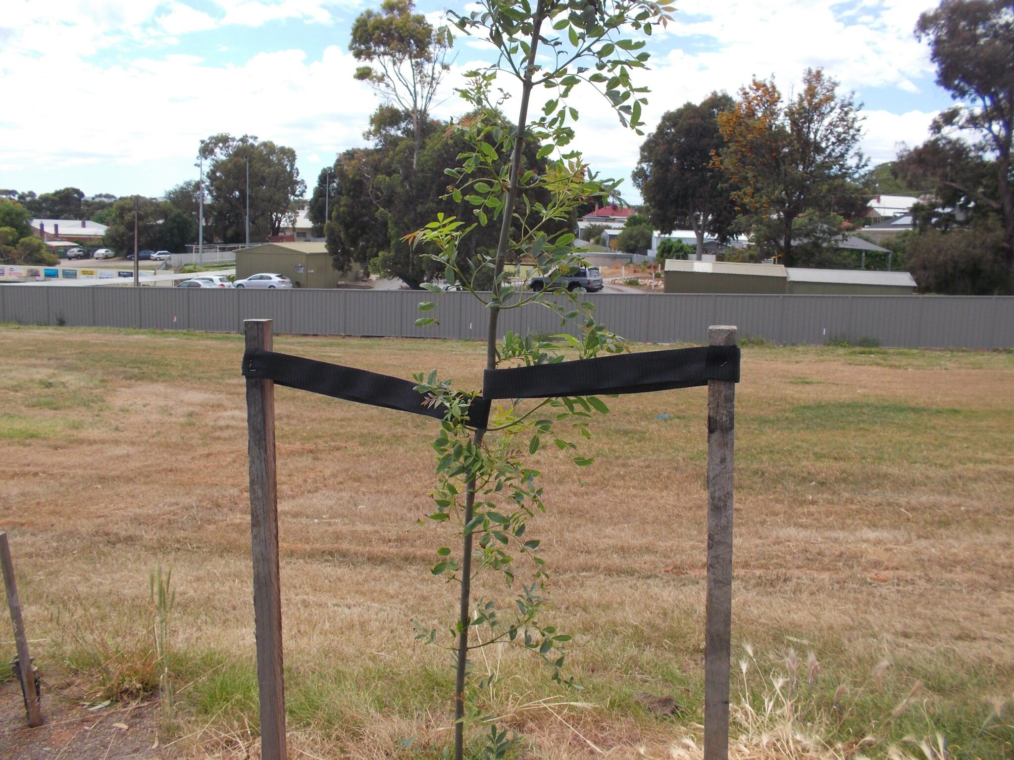 Black Webbing Tree Tie 50mm x 100m