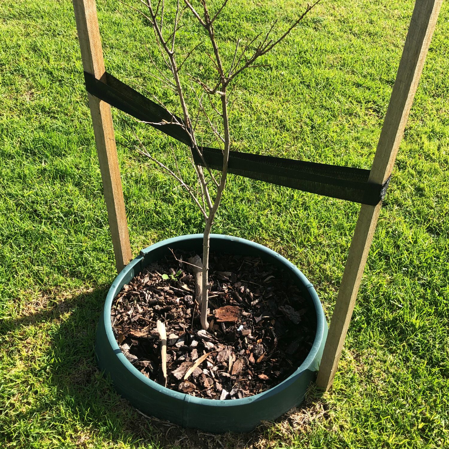 TREE TIES Archives - J A Grigson Trading (JAG)