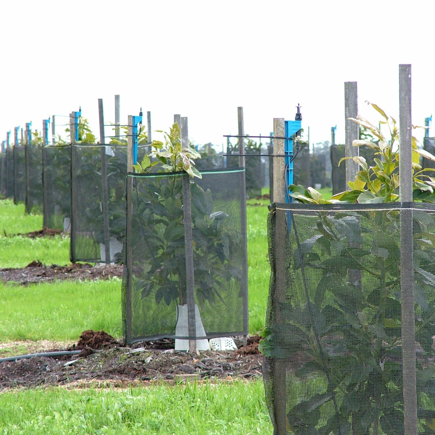 Wind Break Medium 1m x 50m Green